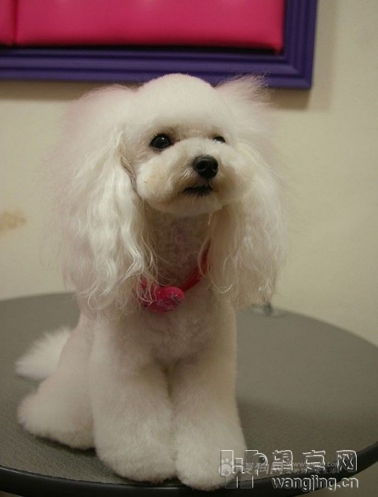 贵宾犬造型图片 贵宾犬图片造型 贵宾犬造型图片大全 大山谷图库